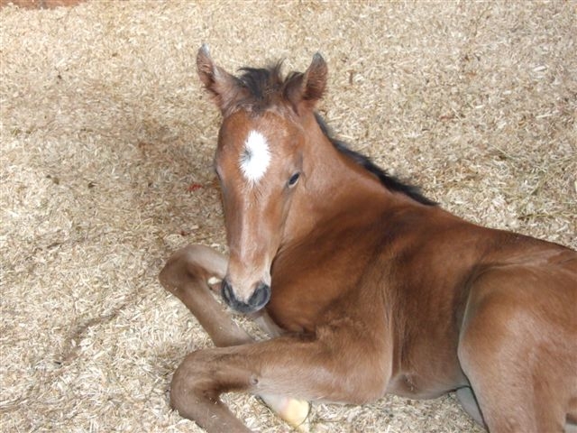 Lay-Soft Equine & Animal Bedding | Ron Hull Group